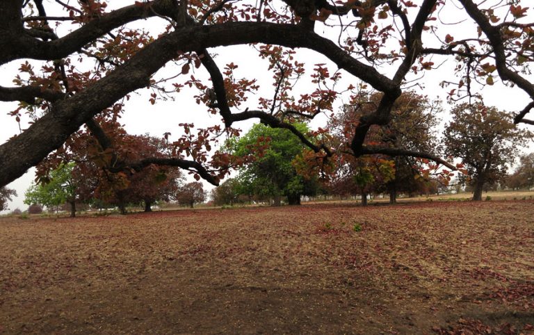 Teer Kamaan | Tribal Bow & Arrow | Craft Archive | Research on Indian ...