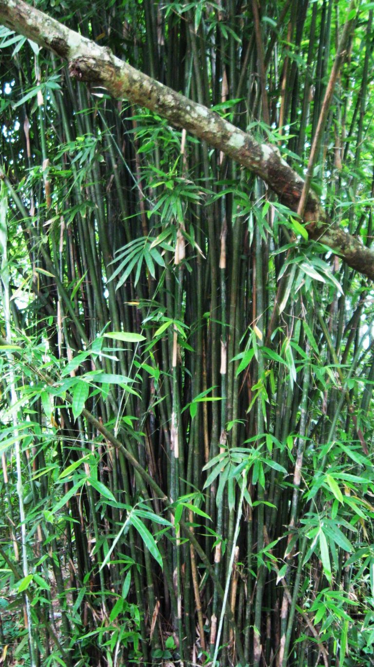 Mukha Mask Making, Majuli, Assam - Craft Documentation | Research ...