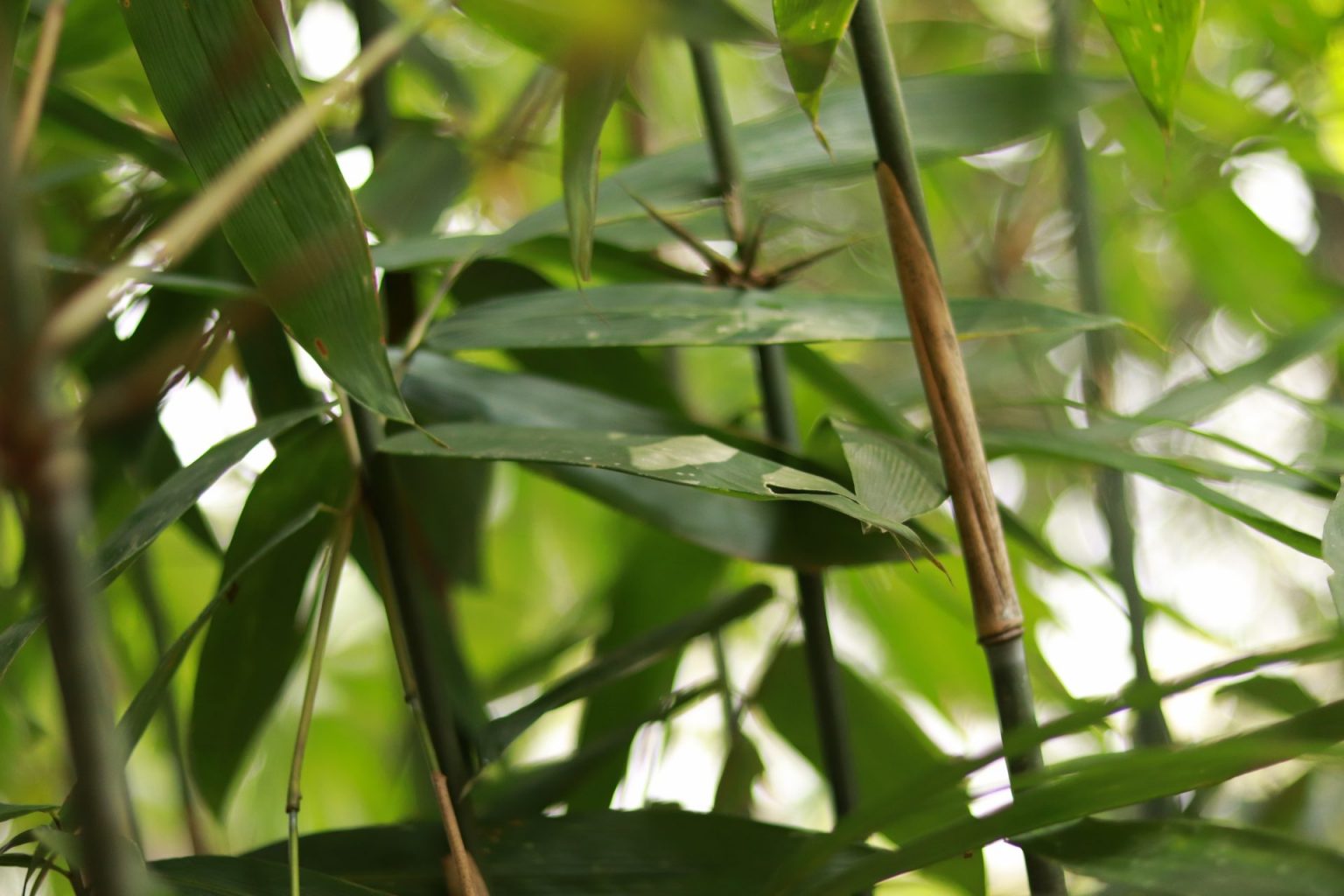 Bamboo Craft ~ Wayanad -|Documentation & Research kerala Handicrafts