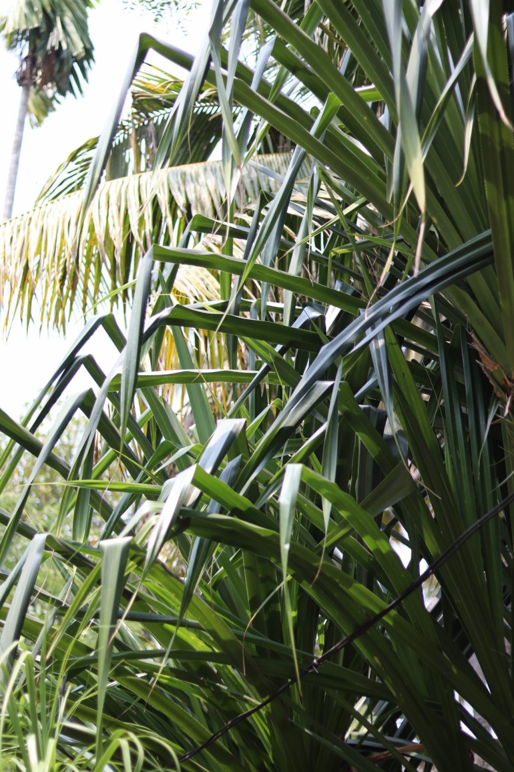 Screw Pine Craft ~ Thrissur - Documentation | Archive Kerala crafts