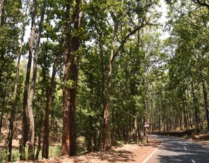 Bamboo Craft Balaghat - Documentation | Archive Indian Handicrafts