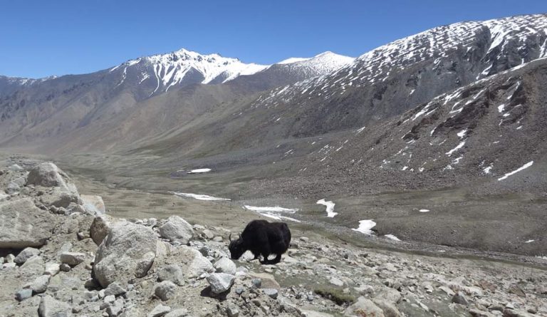 Thangka painting Leh | Craft Archive & Research on Laddakh Handicrafts