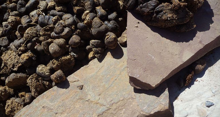 Molela terracota~Molela - Craft Archive | Research on Indian ...