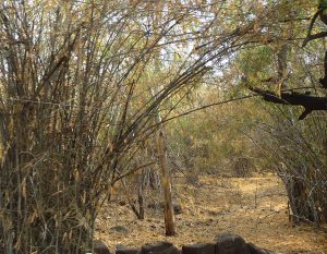 Bamboo Craft Balaghat - Documentation | Archive Indian Handicrafts