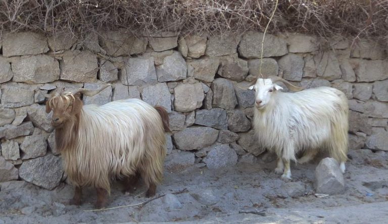 Pashmina Weaving Leh - Archive & Research on Laddakh Handloom
