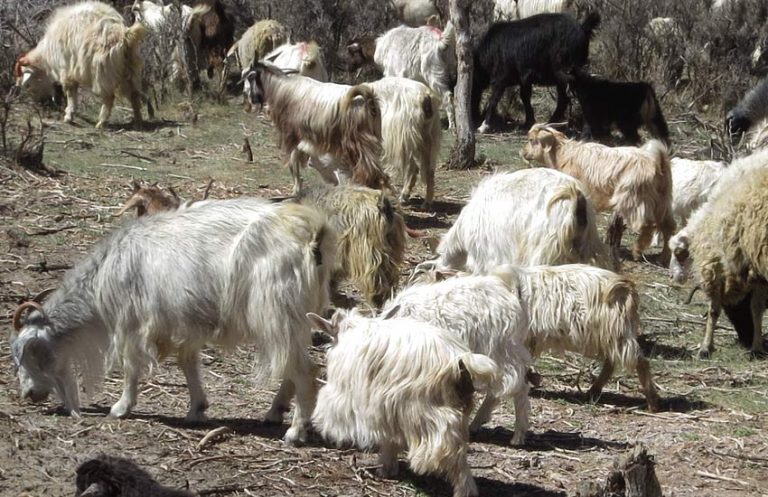 Kinnari Shawls~Kinnaur - Craft Archive | Research on Indian Handicrafts ...